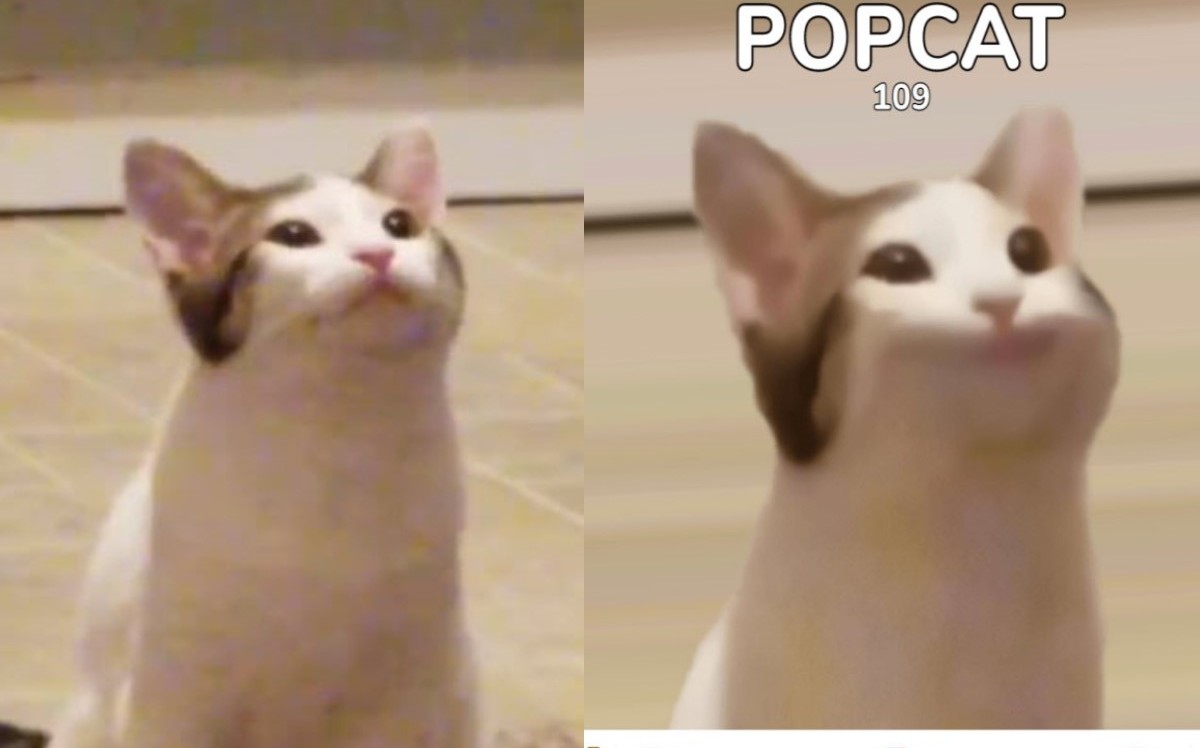 (影)療癒小遊戲「Popcat」風靡全球 本尊原來是牠？ | 新奇 | Newtalk新聞