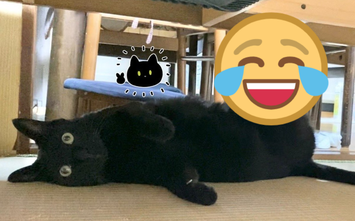 黑貓做這姿勢放空！網笑：好chill | 新奇 | Newtalk新聞