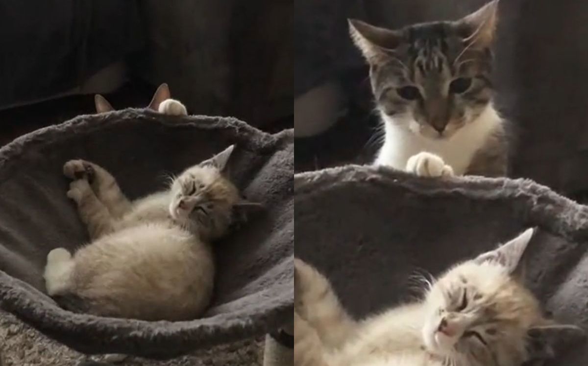 惡魔低語？貓悄悄爬至床邊嘀咕1句 | 新奇 | Newtalk新聞