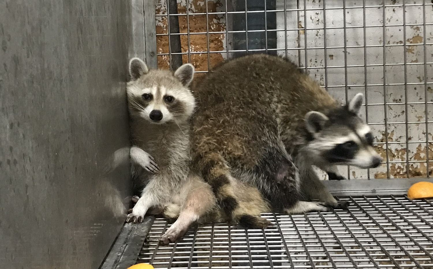 杜絕外來種入侵！林務局：8千種野生動物6/1起禁止輸入 | 生活 | Newtalk新聞