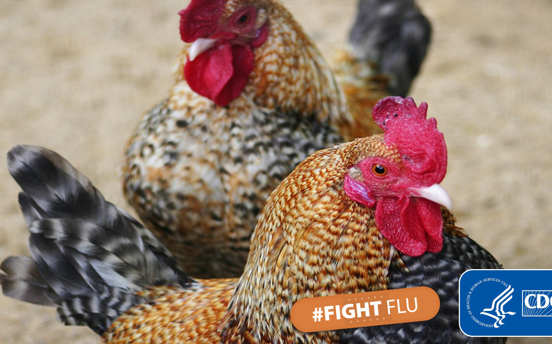 英國、歐洲爆「史無前例」禽流感 撲殺超過4,800萬隻禽鳥 | 國際 | Newtalk新聞