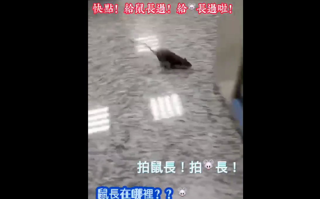 老鼠亂竄員警高喊讓「鼠長」過、快拍「鼠長」羅友志：警政署長抱頭鼠竄吧 | 政治 | Newtalk新聞