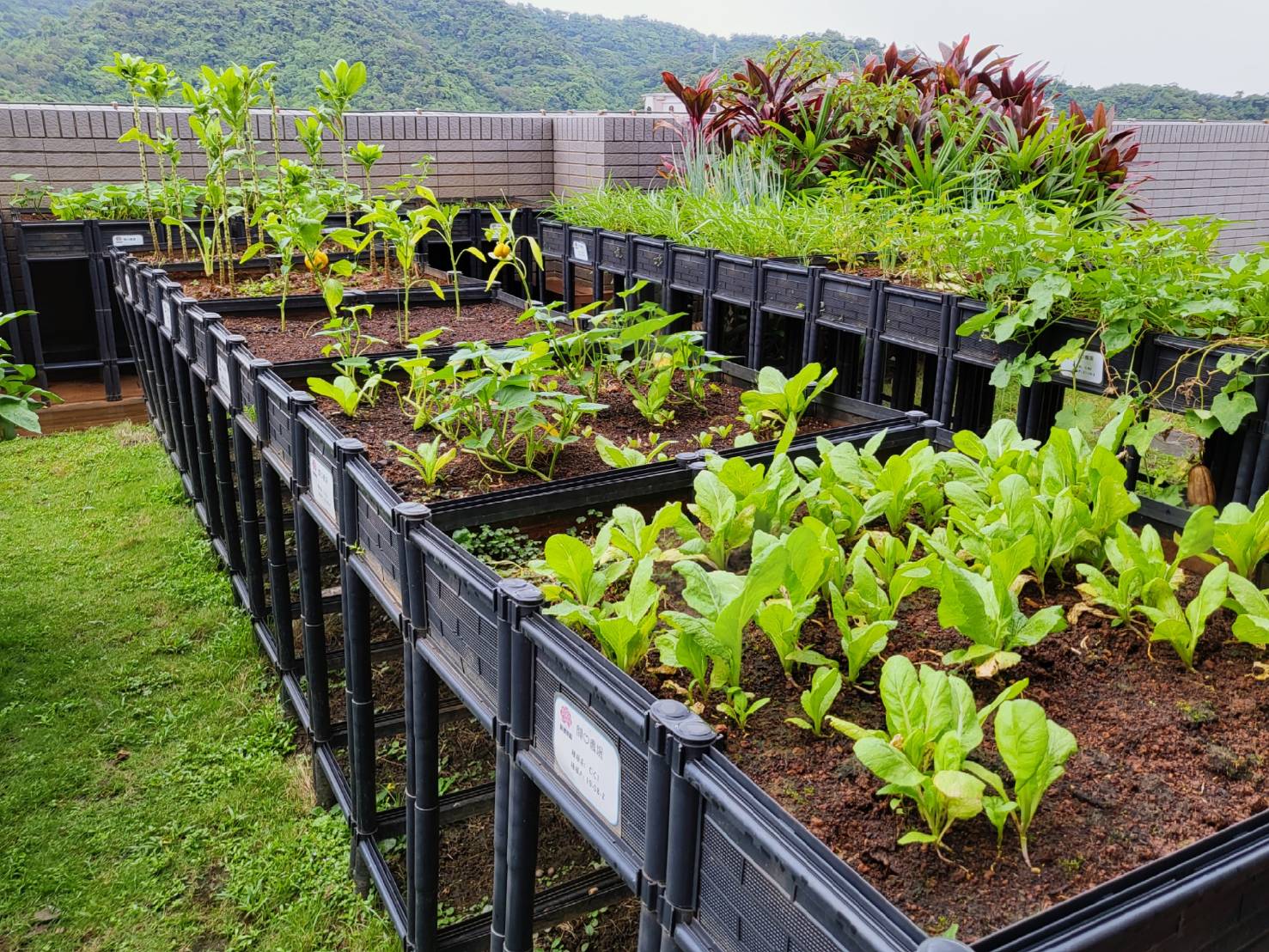 永續城市「與young同行」新北與青年共研2050淨零路徑 | 環保 | Newtalk新聞