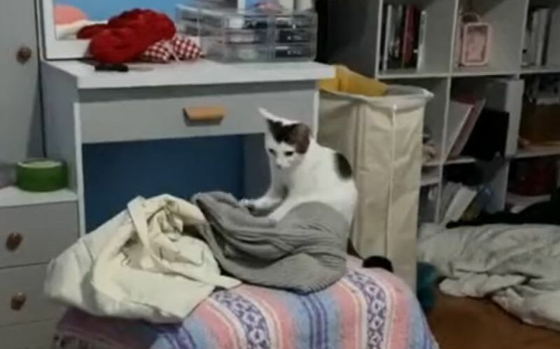 小奴貓瘋做麵糰！網眼冒愛心變顧客 | 新奇 | Newtalk新聞