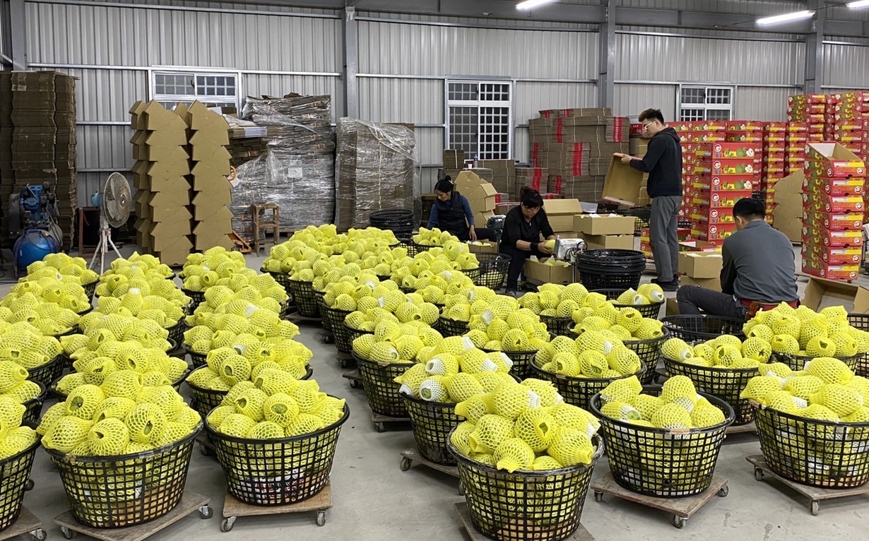 鳳梨釋迦海運外銷汶萊 首批5000斤5日啟航 | 生活 | Newtalk新聞