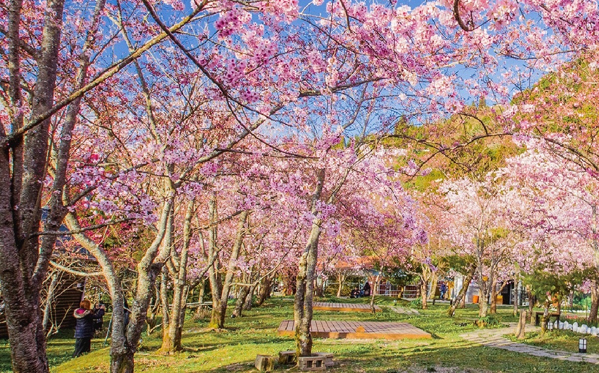 228連假賞櫻注意！北橫交管「替代道路」這裡看 | 生活 | Newtalk新聞