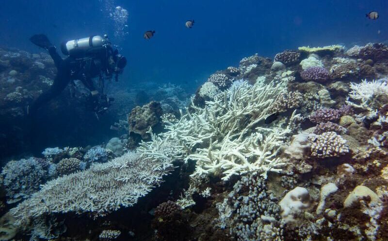 立即連署！綠色和平要求立院三讀通過《海洋保育法》人數已達11萬7千人 | 環保 | Newtalk新聞
