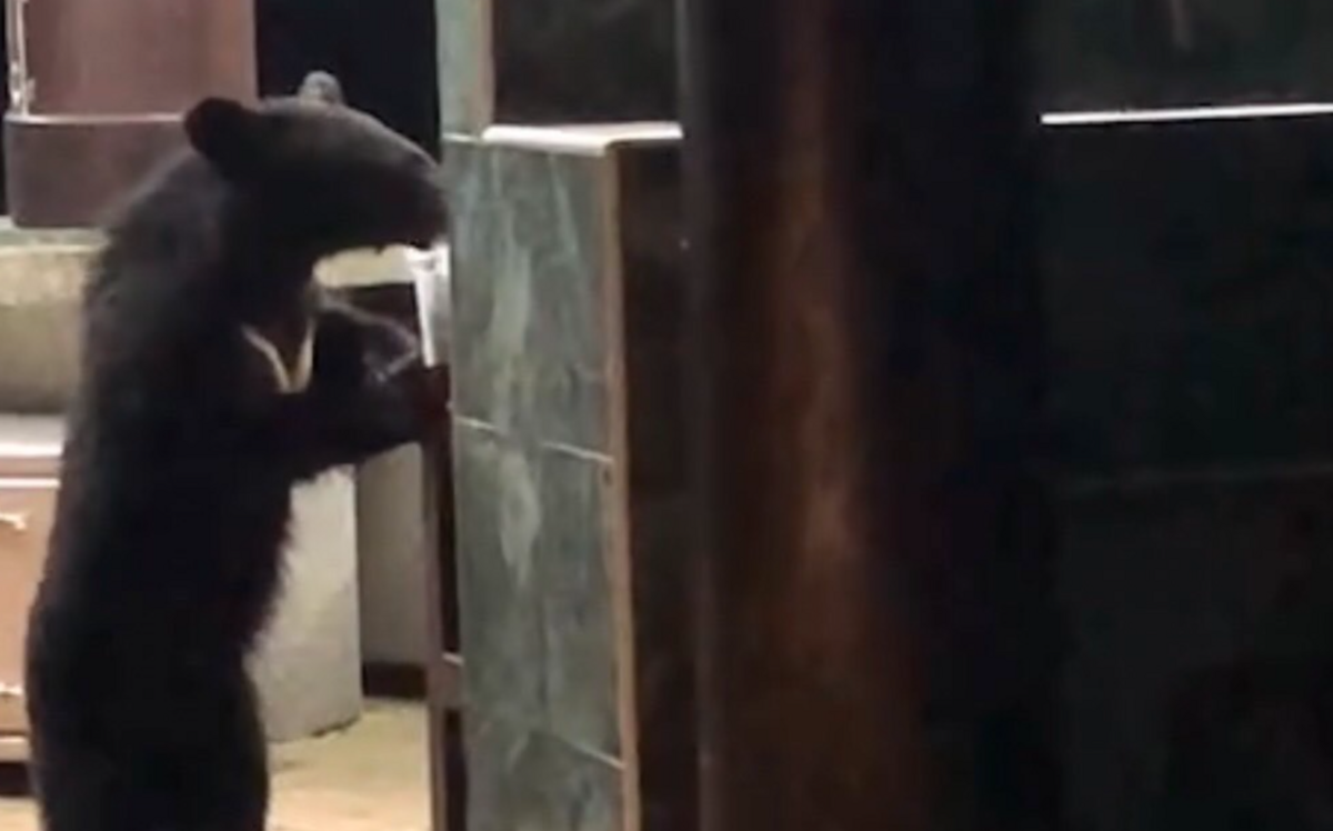 台灣黑熊罕見出沒廬山 南投林管處首例自主通報 | 生活 | Newtalk新聞