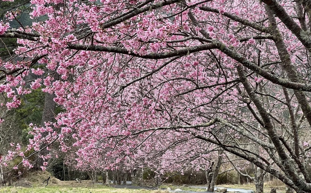 春節省錢出遊！客運88路線85折、轉乘市區一段票免費 | 生活 | Newtalk新聞