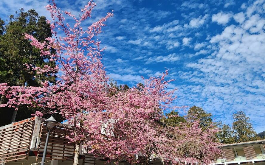 粉紅花海來了！阿里山花季3/10開跑 交管措施一次看 | 生活 | Newtalk新聞
