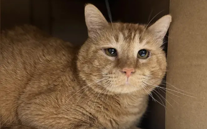 親人橘貓「半年等不到家」！性格180度轉變 | 新奇 | Newtalk新聞