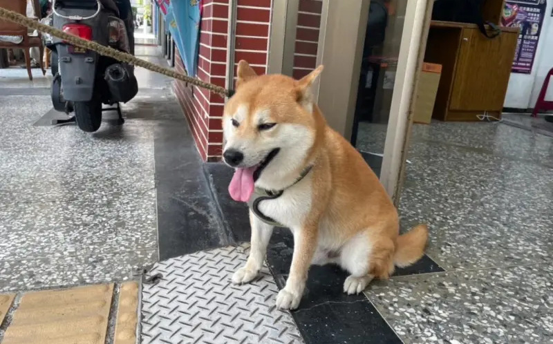 Q萌柴翹家歷險記 偷跑出門硬搭「霸王車」 | 新奇 | Newtalk新聞