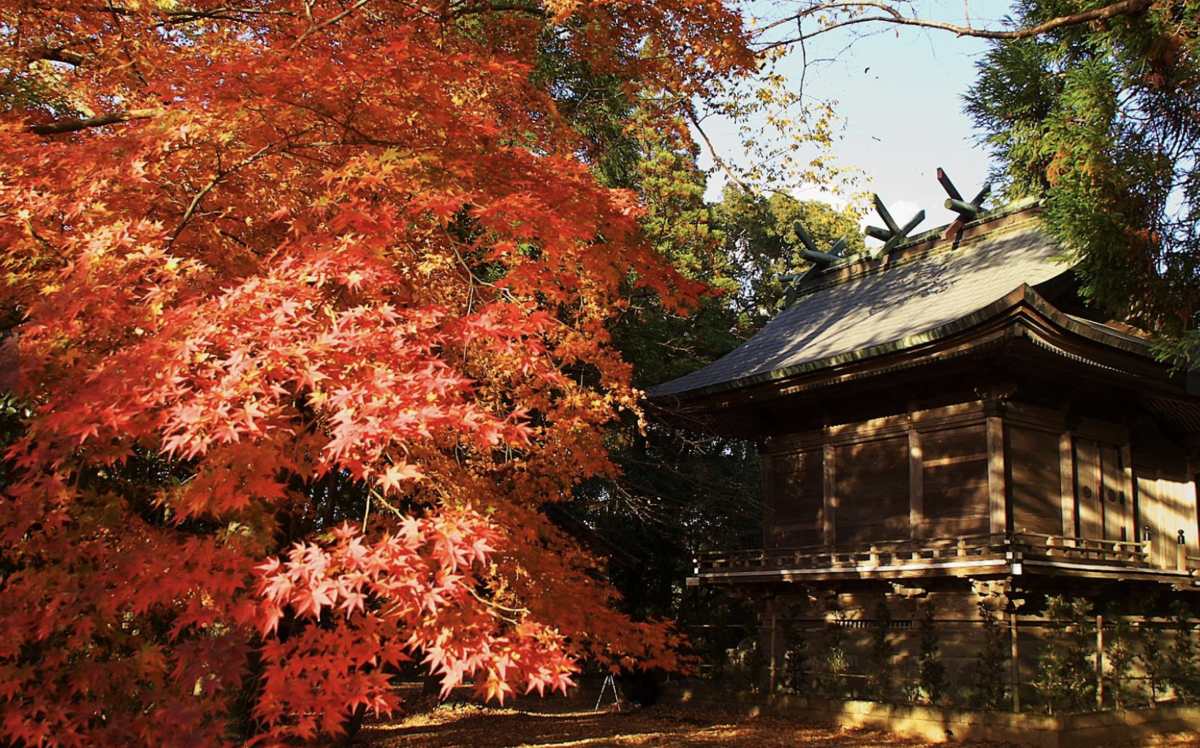 日圓好便宜！ 前10月遊日本人數破3,000萬、創史上最快速度 | 財經 | Newtalk新聞