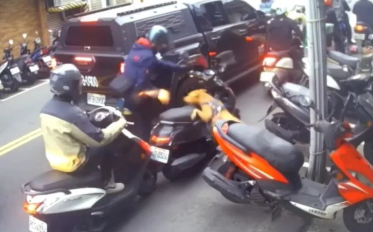 被比特犬咬怎麼辦？專家曝「2招」很重要 | 社會 | Newtalk新聞