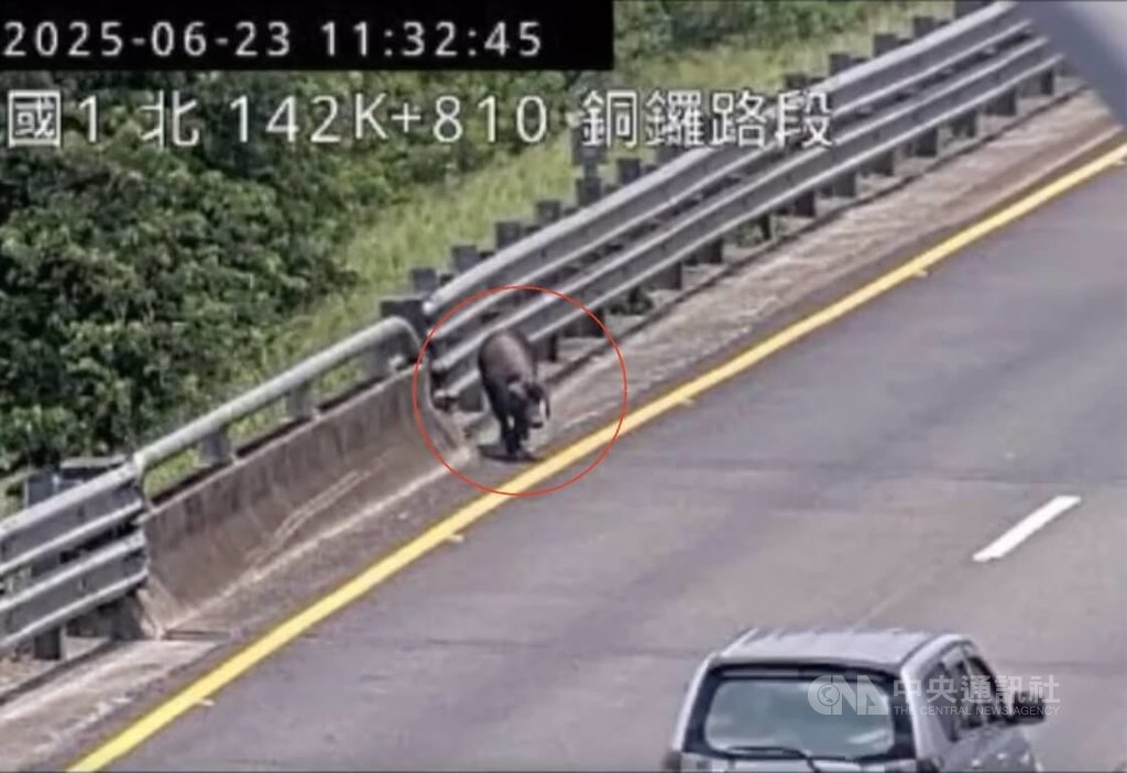 黑豬掉落國道趴趴走釀追撞 貨車駕駛將挨罰 | 社會 | Newtalk新聞