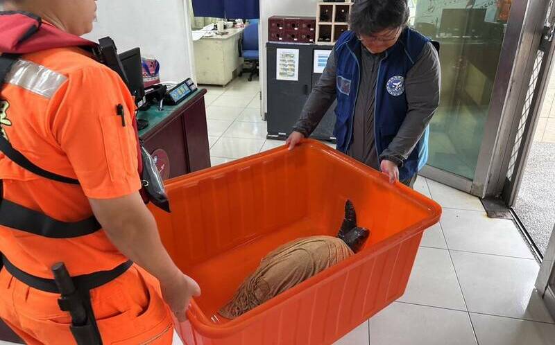 又有欖蠵龜受困「廢棄漁網」！海巡署澎湖緊急救援 | 環保 | Newtalk新聞