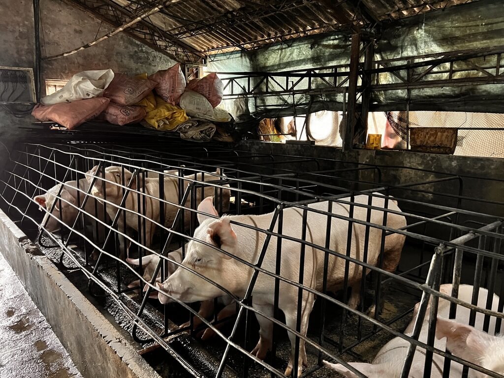 毛豬供應吃緊 宜蘭200攤本週休4日 | 政治 | Newtalk新聞