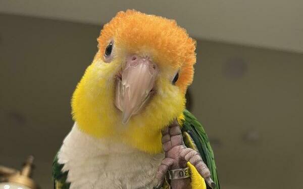 登記送300元！新北成立「非犬貓登記站」助走失特殊寵物回家 | 生活 | Newtalk新聞