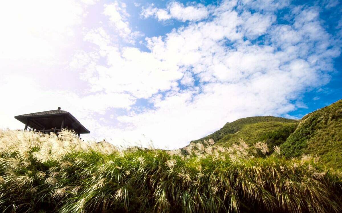 秋日限定！草嶺古道芒花季11月開跑 銀白花浪邀你漫步山谷 | 旅遊 | Newtalk新聞